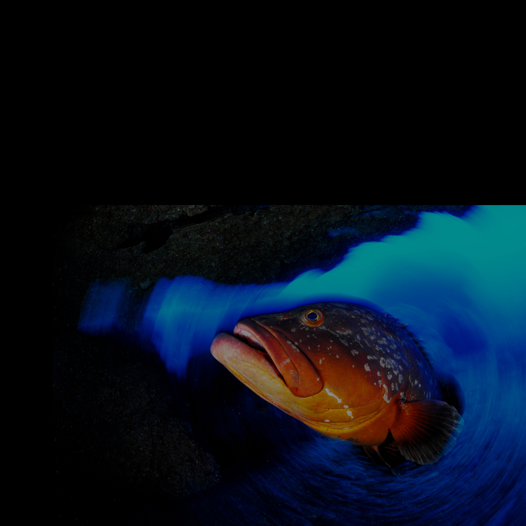 Peixes do Brasil - Água salgada – fishcode