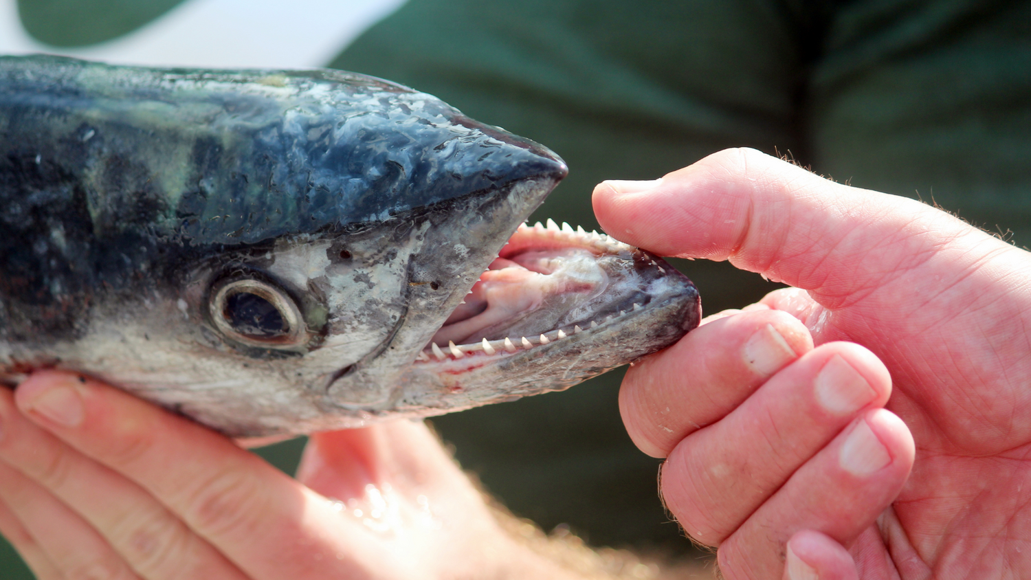 Meu nome é Scomberomorus brasiliensis, mas pode me chamar de Sororoca, – fishcode