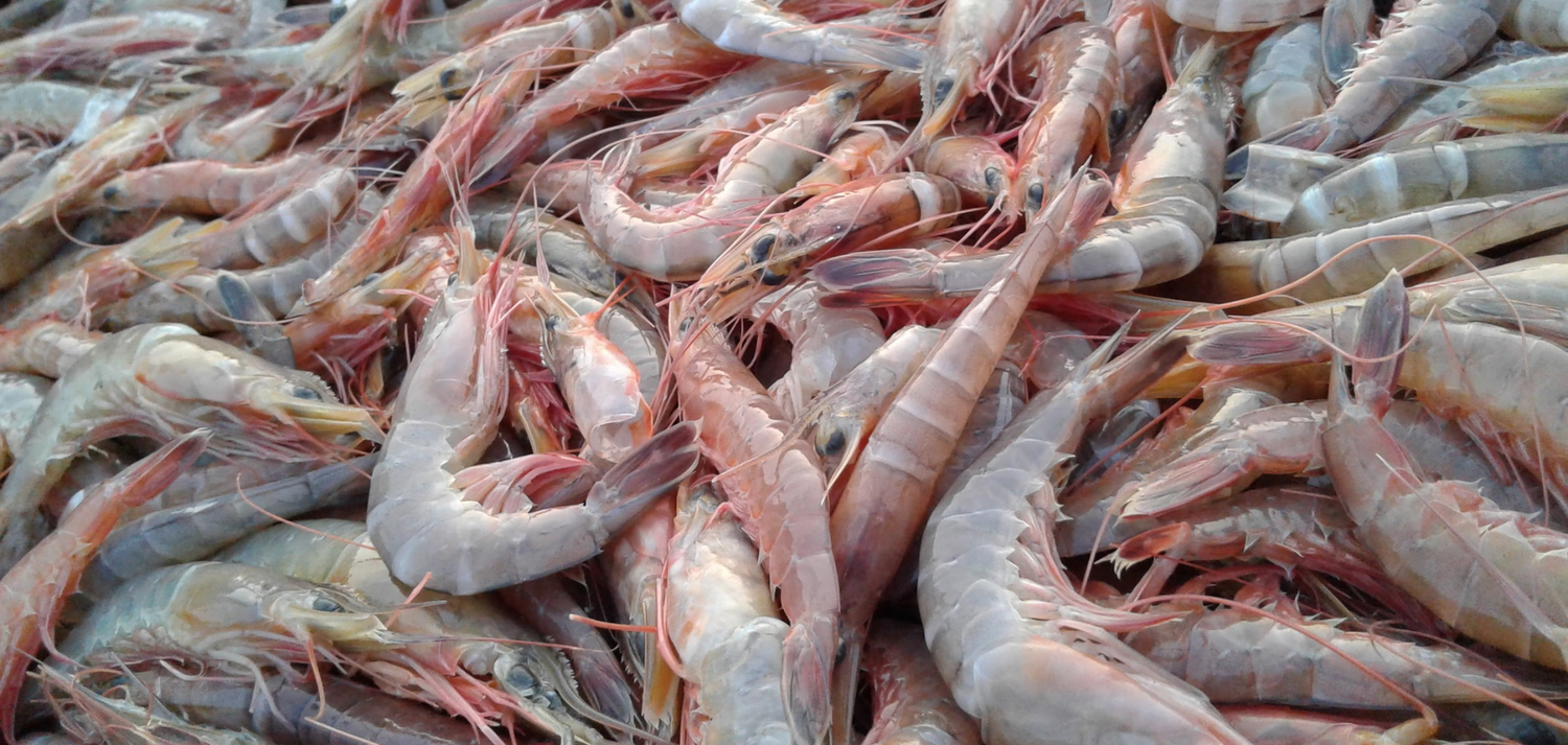 Trilha: o peixe que tem gosto de Camarão – fishcode