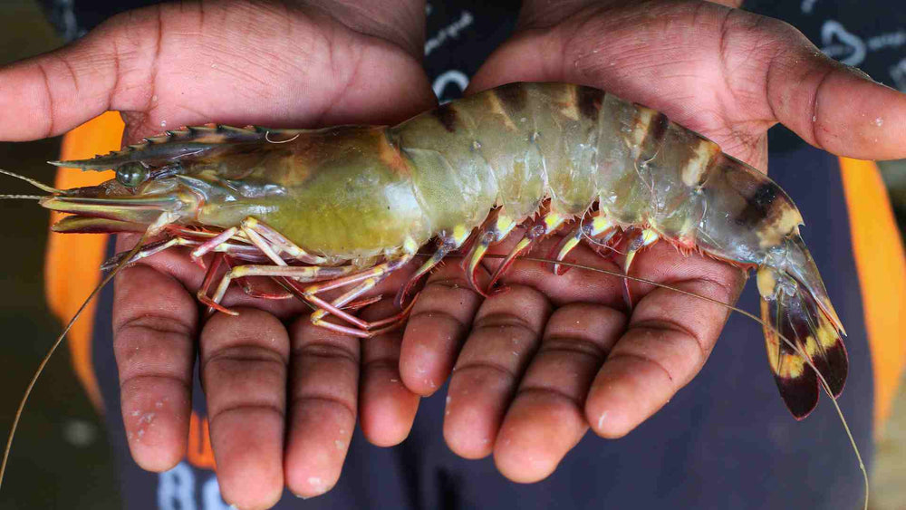 Trilha: o peixe que tem gosto de Camarão – fishcode