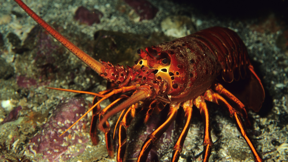 Conheça o peixe Meca, saboroso, nutritivo e sustentável. – fishcode