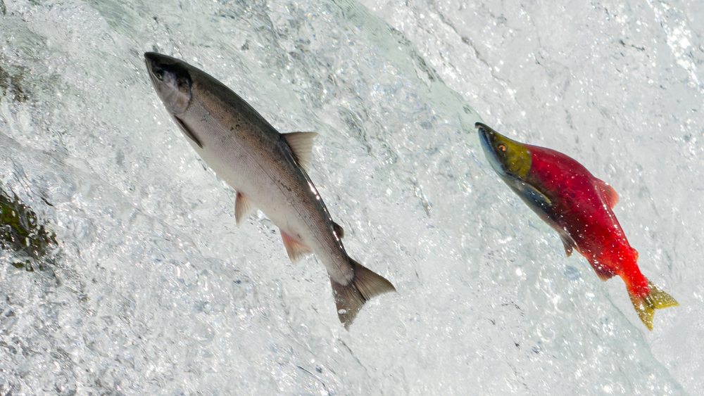 FishCode o melhor peixe na sua mesa. Sustentável e Saboroso. – fishcode