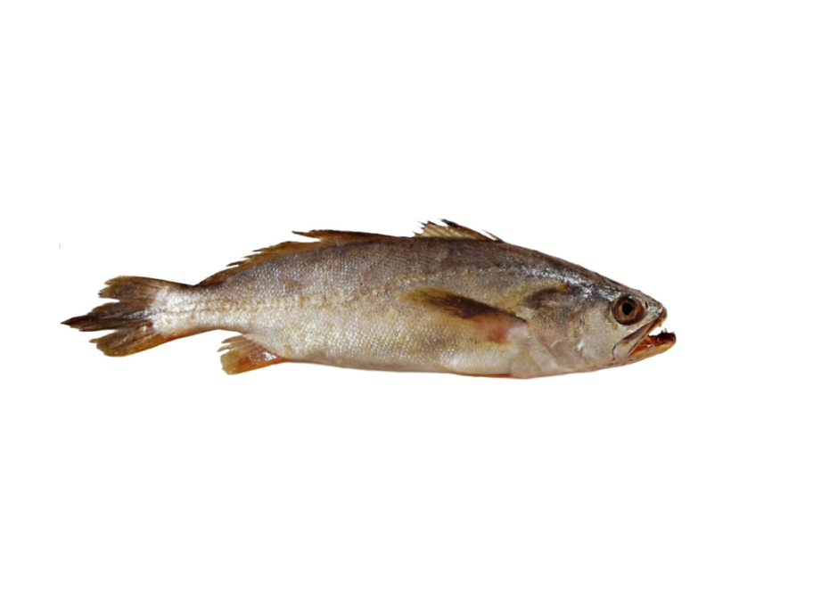 Trilha: o peixe que tem gosto de Camarão – fishcode