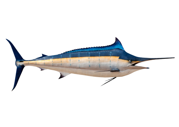 Marlim azul – fishcode