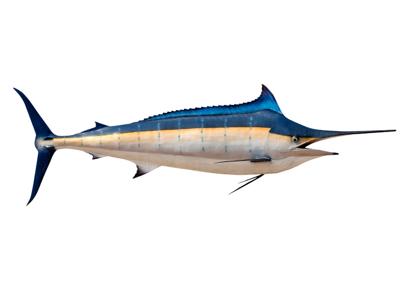 Marlim azul – fishcode