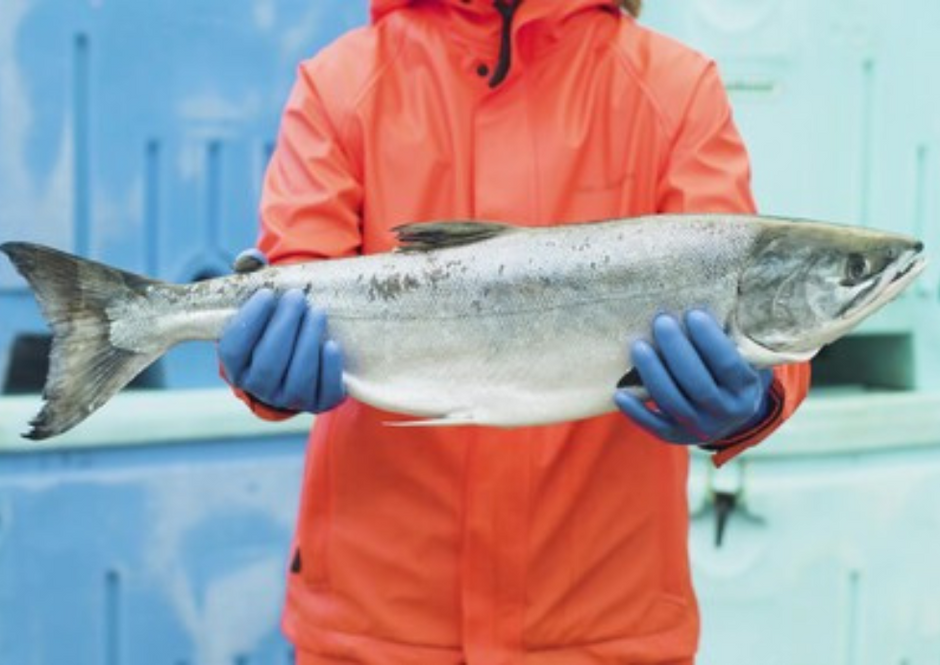 Os 5 SALMÕES SELVAGENS DO ALASCA – fishcode