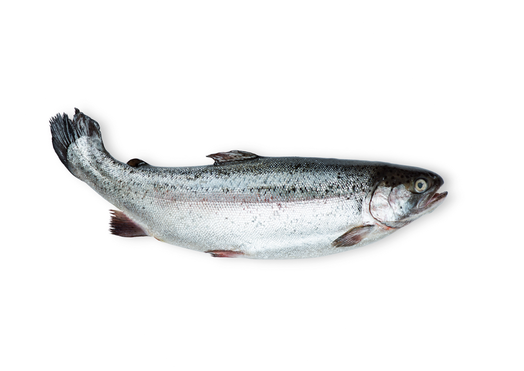 FishCode o melhor peixe na sua mesa. Sustentável e Saboroso. – fishcode