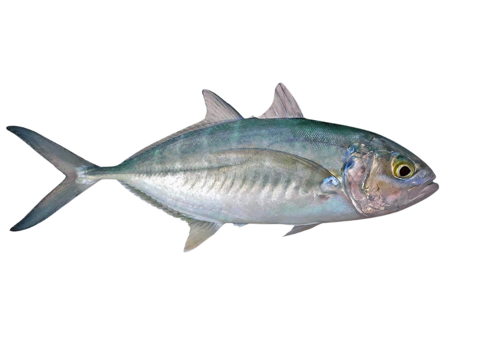 Todos os peixes – Page 7 – fishcode