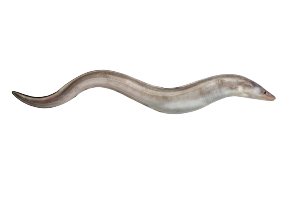 Todos os peixes – Page 9 – fishcode