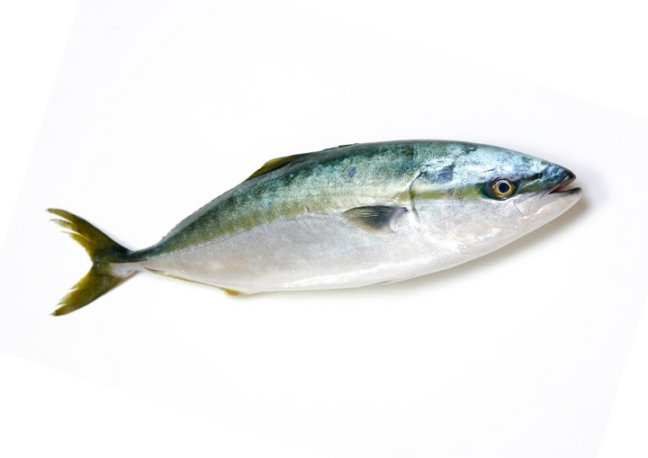 Filé de Peixe - a seleção das melhores espécies de peixe para fazer o ...