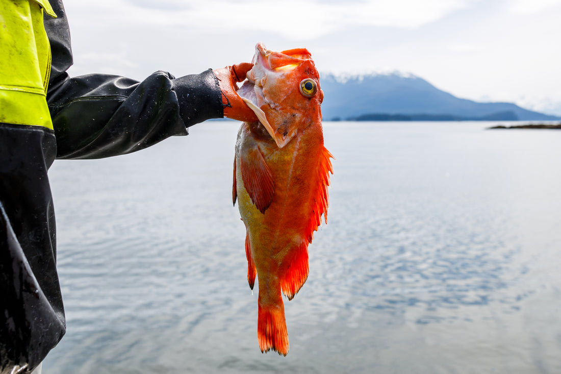 FishCode o melhor peixe na sua mesa. Sustentável e Saboroso. – fishcode