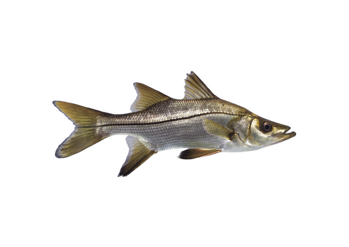 Robalo Peva – fishcode