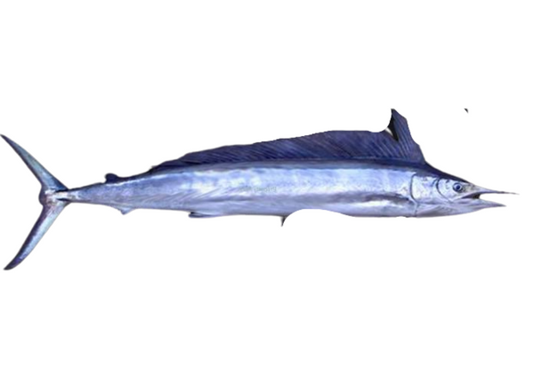 Shortbill spearfish – fishcode