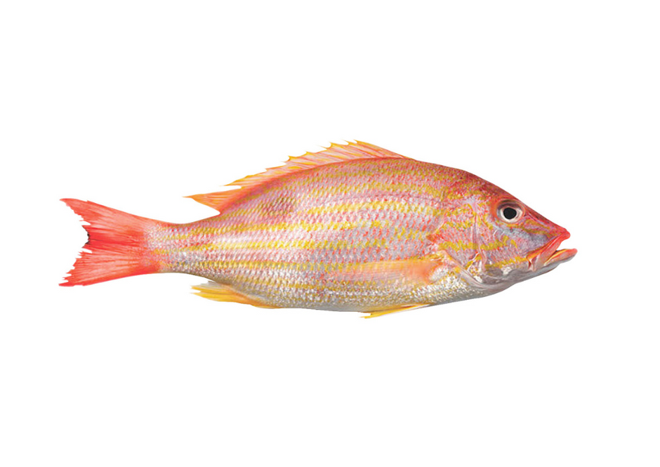 Filé de Peixe - a seleção das melhores espécies de peixe para fazer o ...
