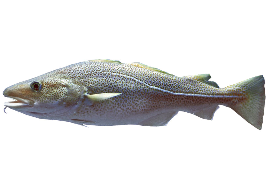 Peixes Amado Peixe – fishcode