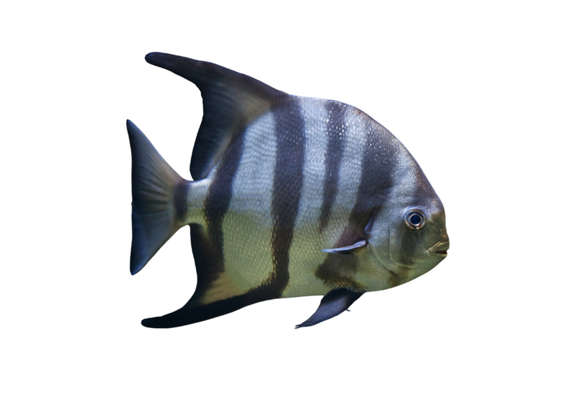 Paru - Enxada – fishcode