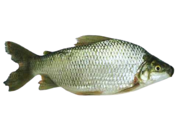 Curimba – fishcode