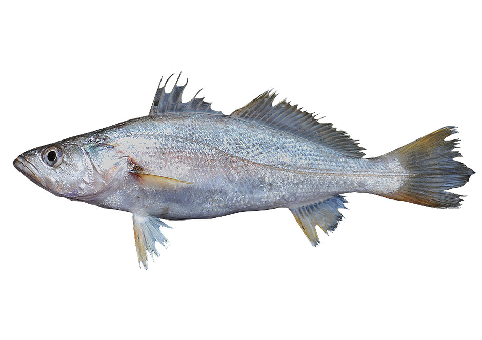 Trilha: o peixe que tem gosto de Camarão – fishcode