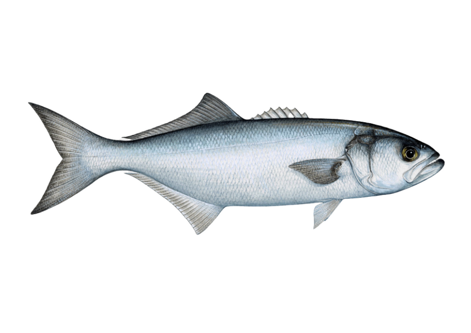 Todos os peixes – fishcode