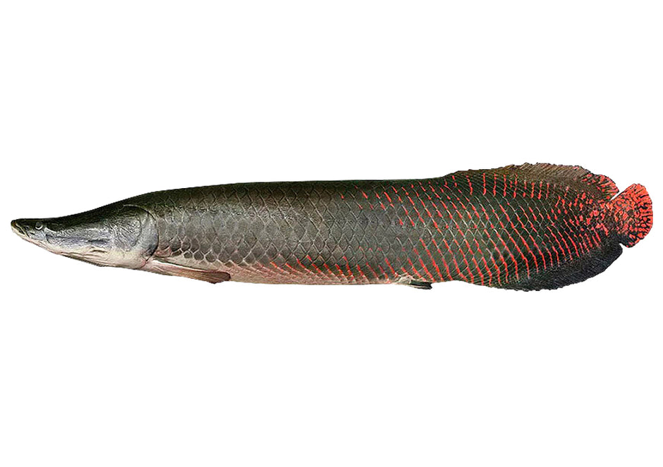 Pescada Cambucu Para muitos a melhor das pescadas! – fishcode