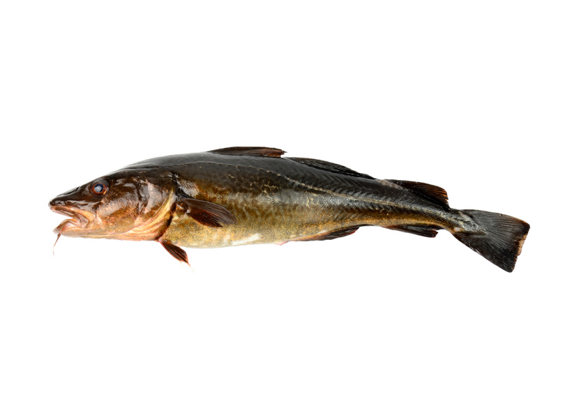 Bacalhau Saithe – fishcode