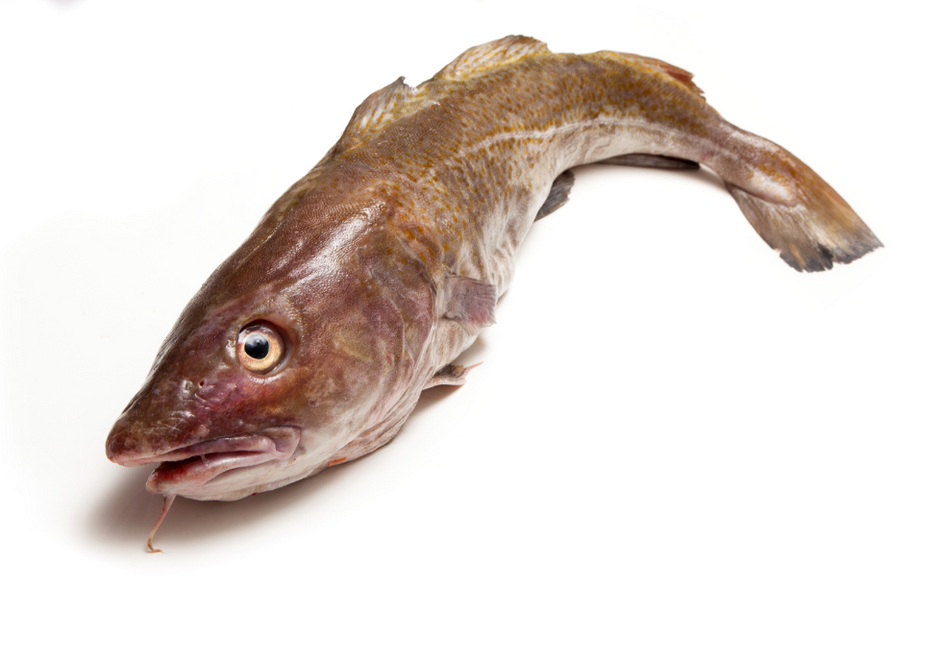 Todos os peixes – Page 3 – fishcode