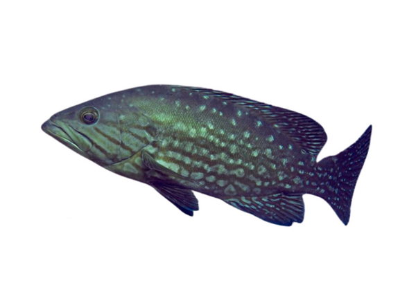 Badejo Mira – fishcode