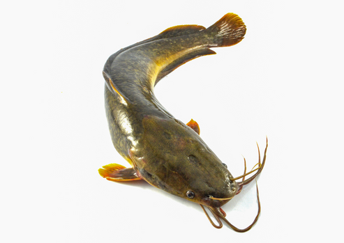 Bagre Africano – fishcode