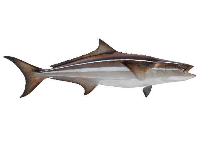 Filé de Peixe - a seleção das melhores espécies de peixe para fazer o ...