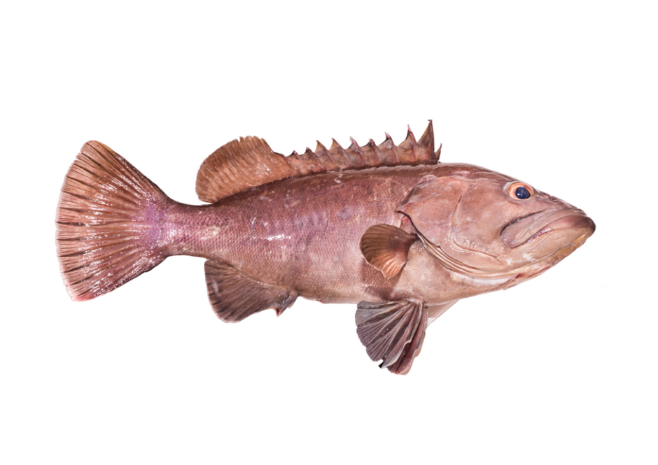 Peixes com carne branca – fishcode