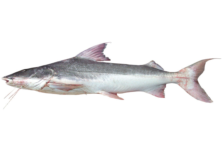 Meu nome é Scomberomorus brasiliensis, mas pode me chamar de Sororoca, – fishcode