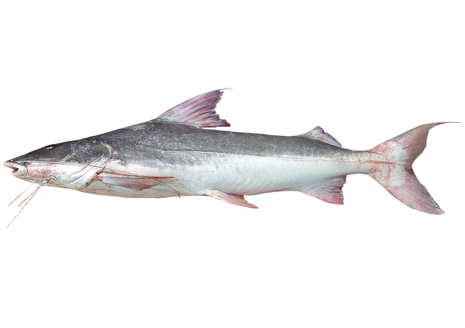 Pescada Cambucu Para muitos a melhor das pescadas! – fishcode