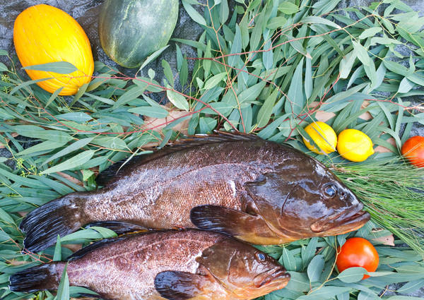 Garoupa Verdadeira – fishcode