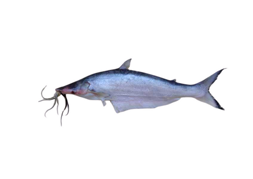 Mapará – fishcode