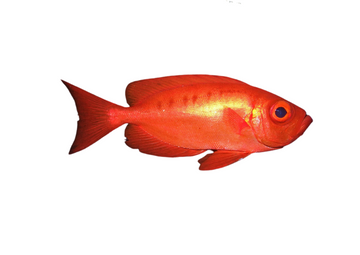 Como encontrar os melhores peixes sem espinha ou com poucas espinhas. – fishcode