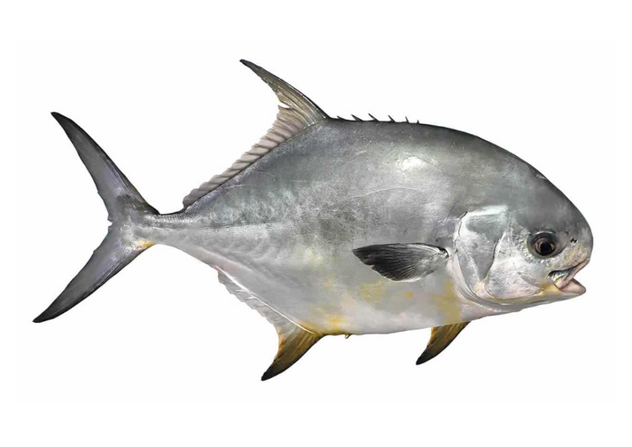 Pampo Verdadeiro – fishcode