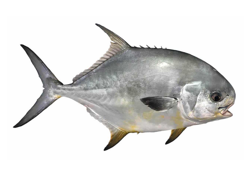 Pampo Verdadeiro – fishcode