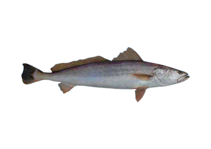 Trilha: o peixe que tem gosto de Camarão – fishcode