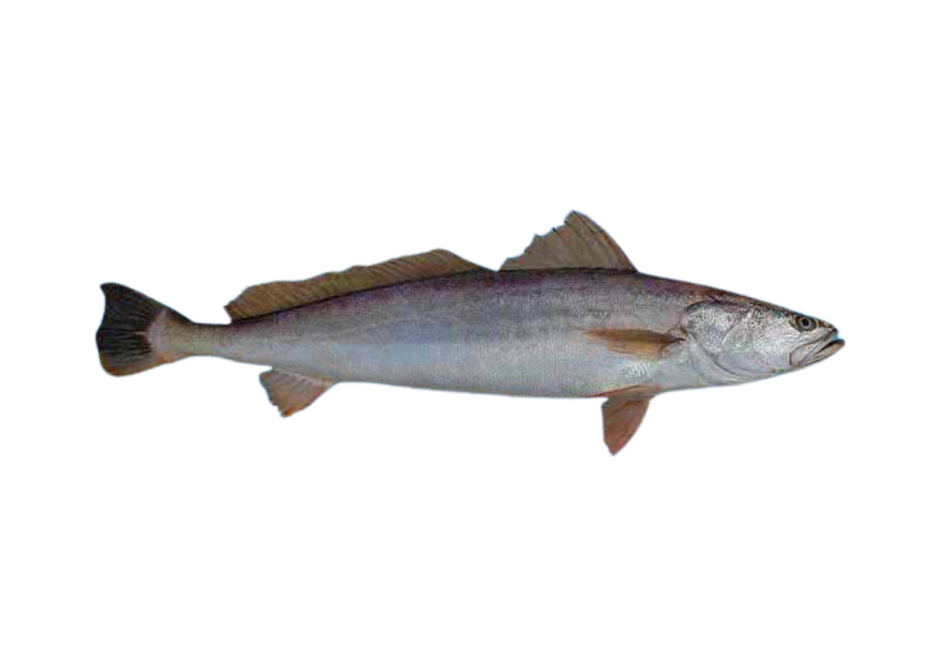 As 7 Melhores Peixarias do Rio de Janeiro: Um Guia Delicioso para Aman ...