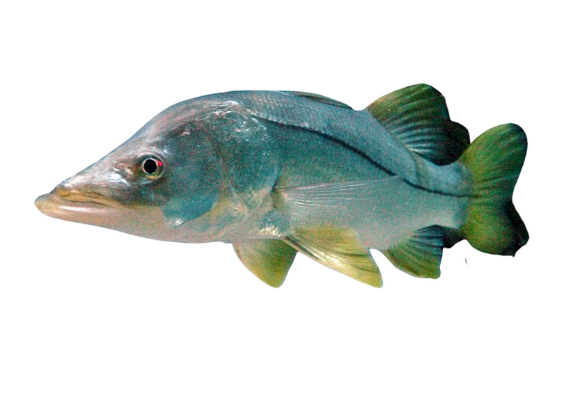 Robalo Flecha – fishcode