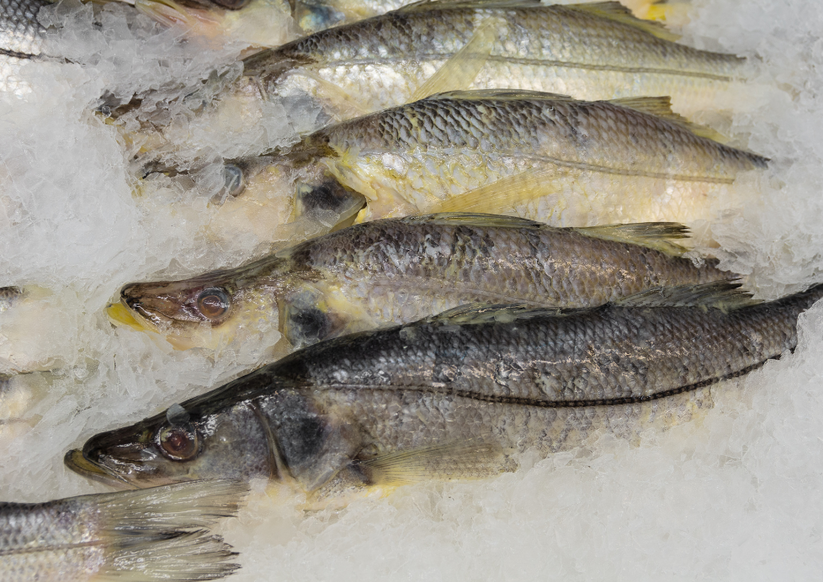 Robalo Flecha – fishcode