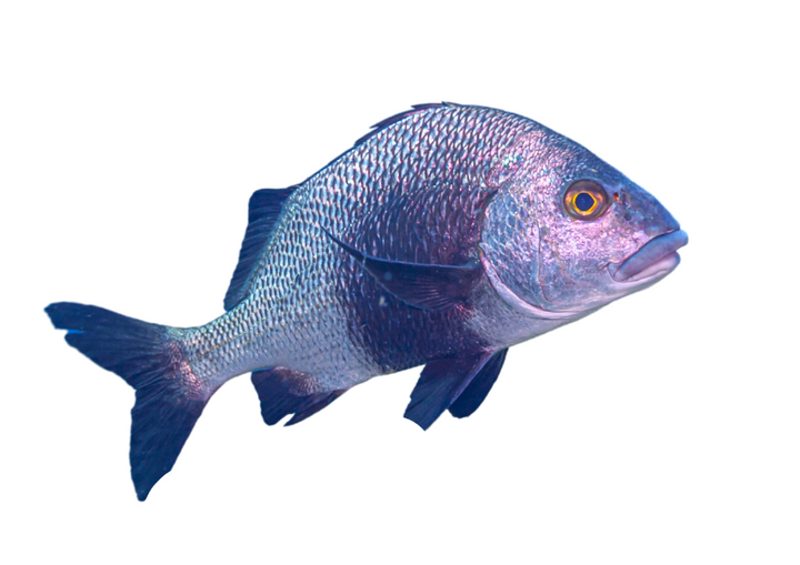 FishCode o melhor peixe na sua mesa. Sustentável e Saboroso. – fishcode