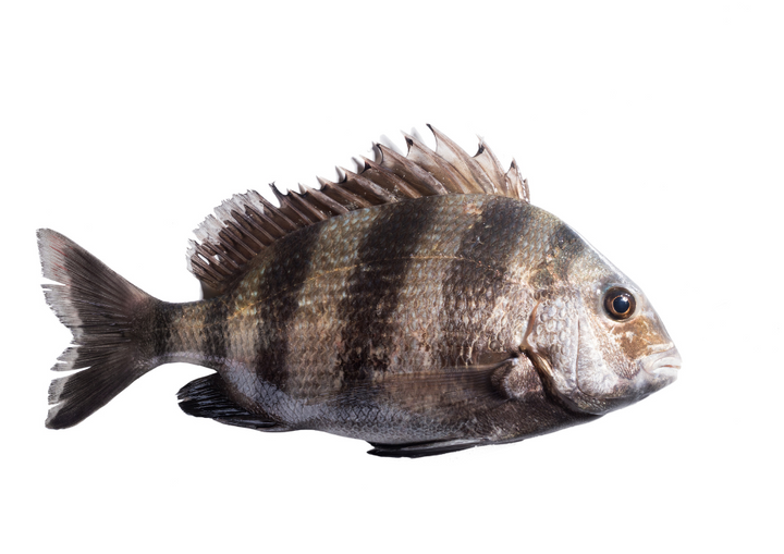 FishCode o melhor peixe na sua mesa. Sustentável e Saboroso. – fishcode