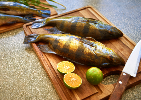 Tucunaré – fishcode