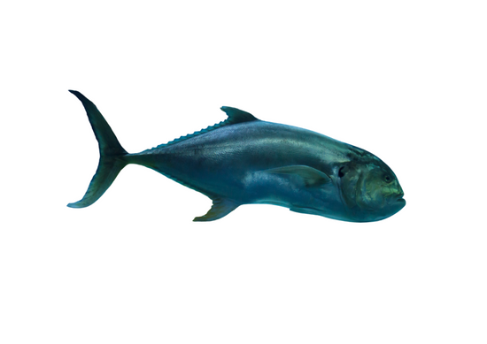 Xaréu Amarelo – fishcode