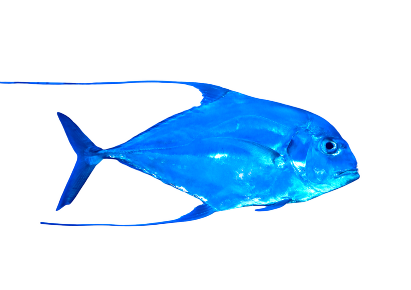 Xaréu Branco – fishcode