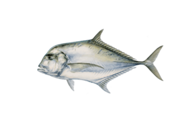 Xaréu Branco – fishcode