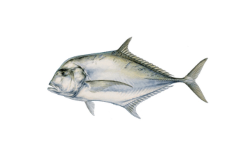 Xaréu Branco – fishcode