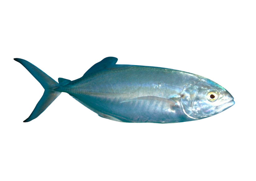 Xerelete – fishcode